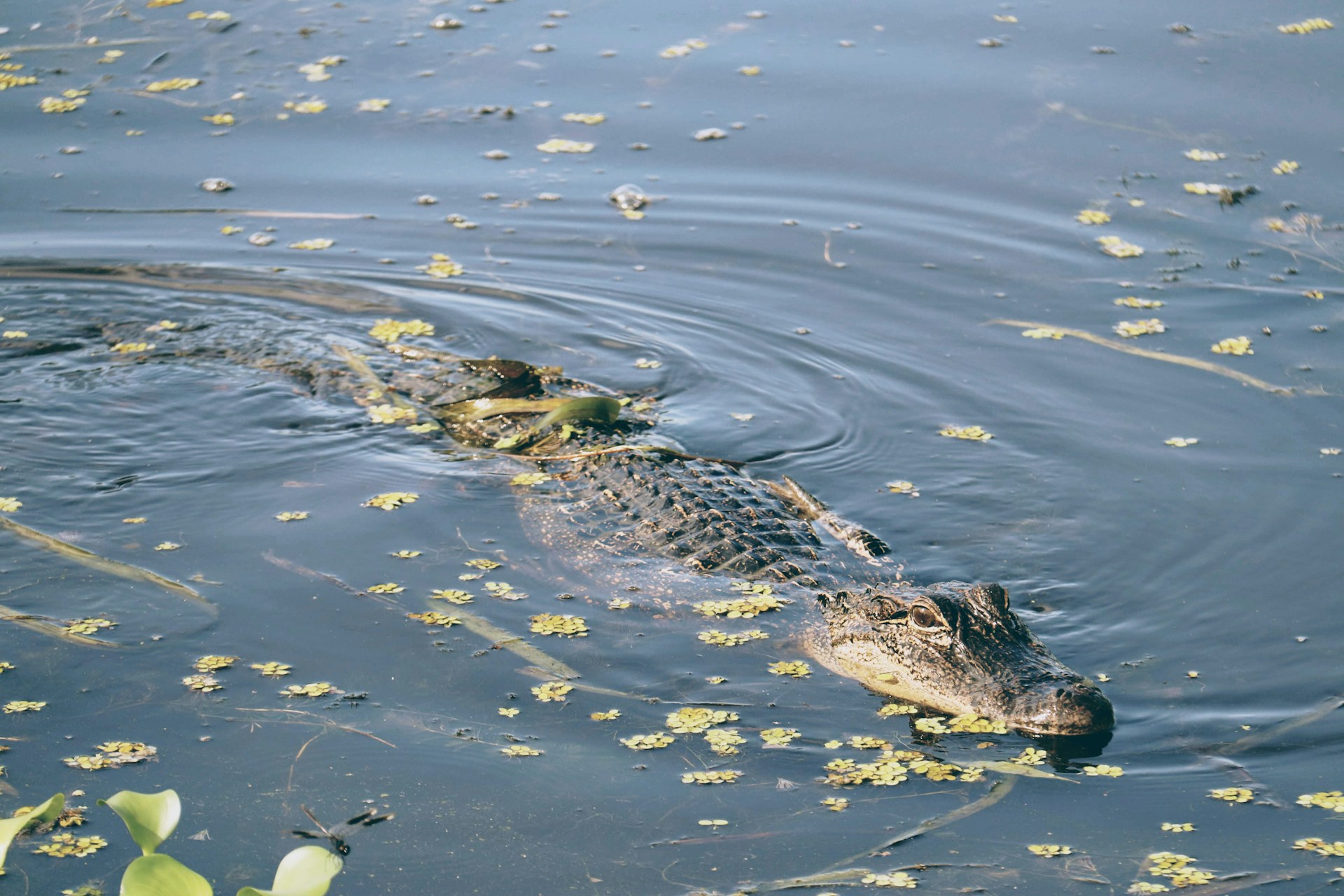 Husband Watches in Horror as Gator Snatches Wife from Canoe | Tampa Bay ...